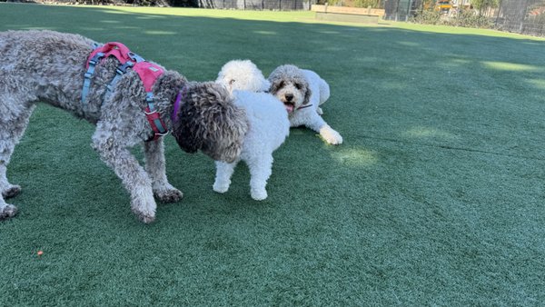 SF DOG NANNY - Updated June 2026 - 66 Photos & 11 Reviews - San ...