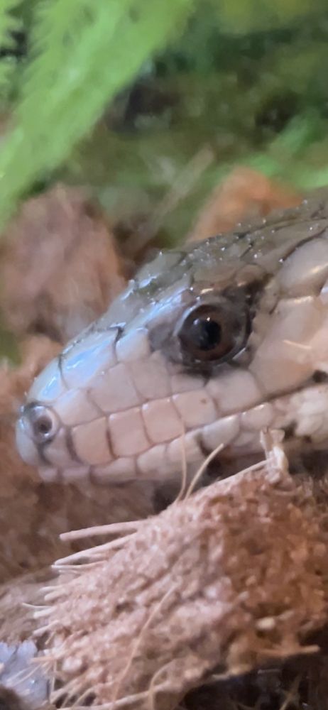 DFW REPTARIUM - Updated April 2025 - 93 Photos & 93 Reviews - 2220 Coit ...