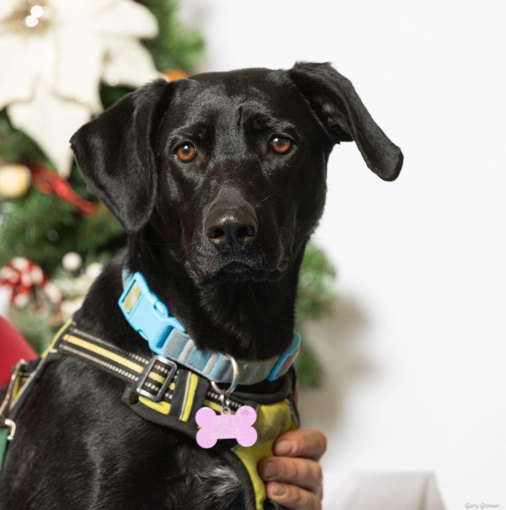 BEACHSIDE ANIMAL HOSPITAL - Updated December 2025 - 681 Photos & 38 ...