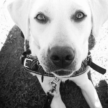 LITTLE ANGELS SERVICE DOGS - Updated May 2026 - 41 Photos & 20 Reviews ...