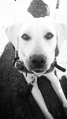 LITTLE ANGELS SERVICE DOGS - Updated April 2026 - 41 Photos & 20 ...