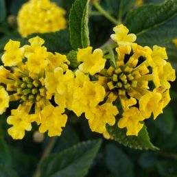 IN-N-OUT BURGER - Updated July 2025 - 318 Photos & 432 Reviews - 7467 ...