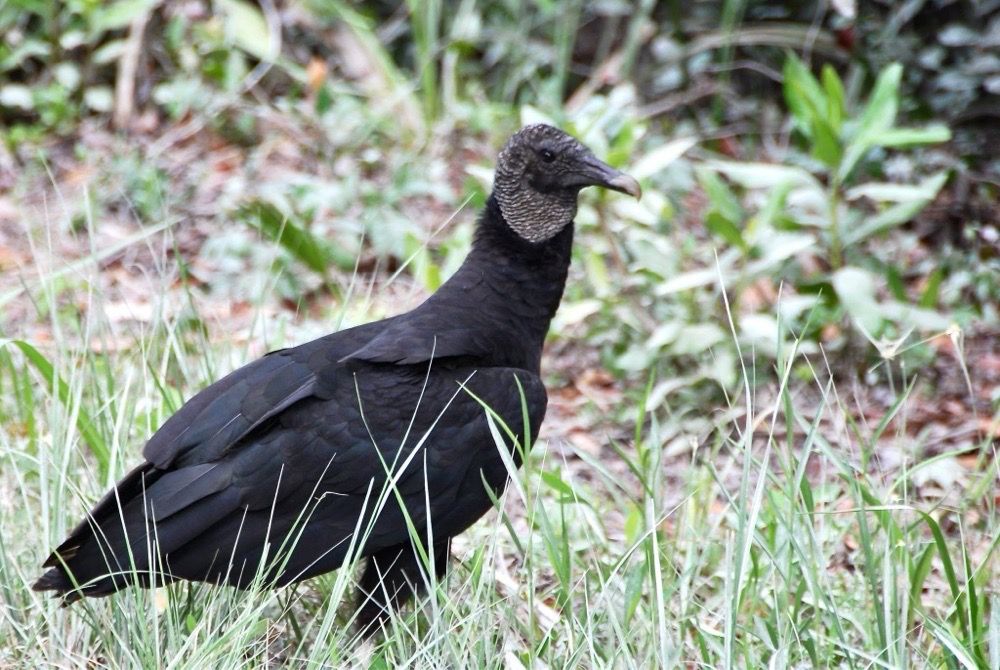 LOOP ROAD - Updated August 2025 - 47 Photos - Tamiami Trail East 33000 ...