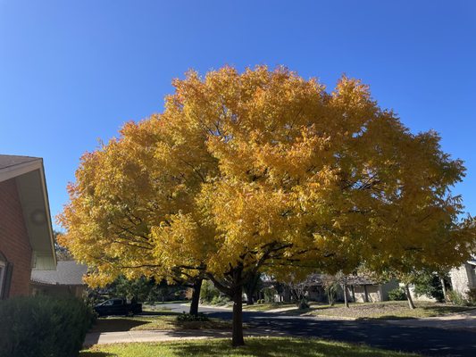 AUSTIN BEAUTIFUL TREES - Updated October 2025 - 11 Photos & 61 Reviews ...