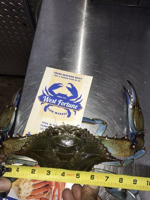 WEST FORTUNE FISH MARKET - 123 Photos & 64 Reviews - 1926 W Main St ...