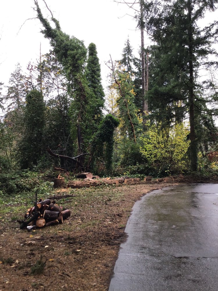 A N A TREE SERVICE - Updated October 2025 - 14 Reviews - 20600 6th Ave ...