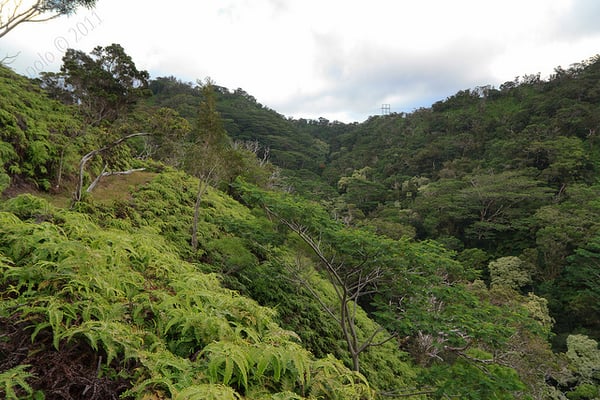 HALAWA RIDGE TRAIL - Updated August 2025 - 99-1268 Iwaena St, Aiea ...