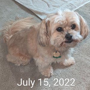 SIMPLY SOUTHERN PUPS - Updated January 2025 - 1557 Halfacre Rd ...