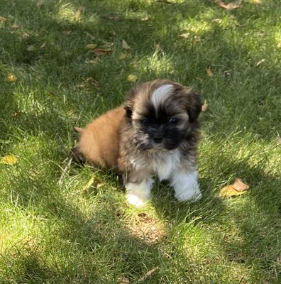 THE FAMILY SHIH TZU - ARIZONA PREMIER SHIH TZU BREEDER - Updated April ...