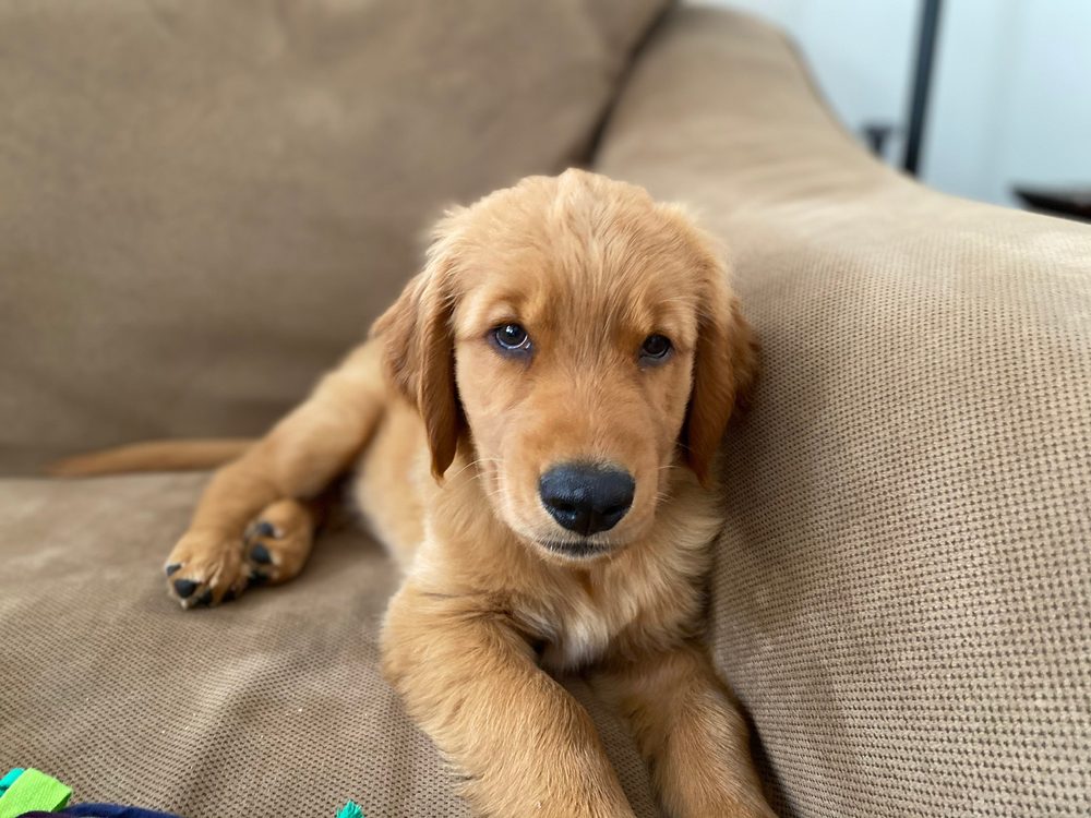 PUPPY PLUS - Updated August 2024 - 52 Photos & 54 Reviews - 7071 N ...