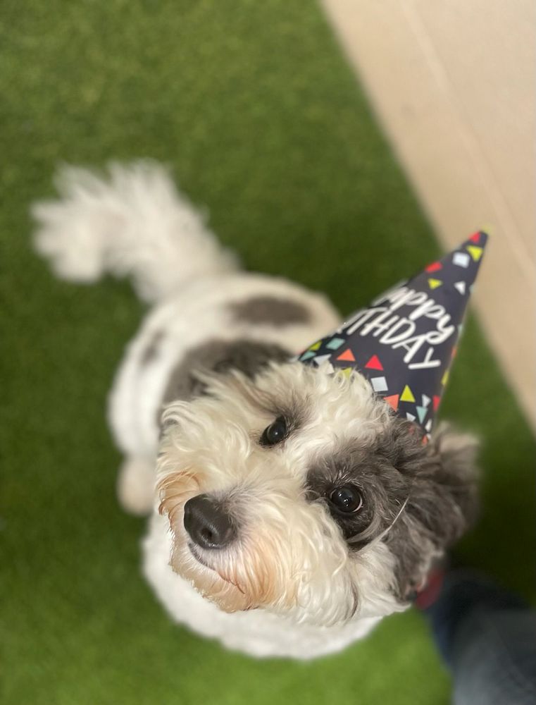 RUFF HOUSE DOG RESORT - Updated October 2025 - 39 Photos & 18 Reviews ...