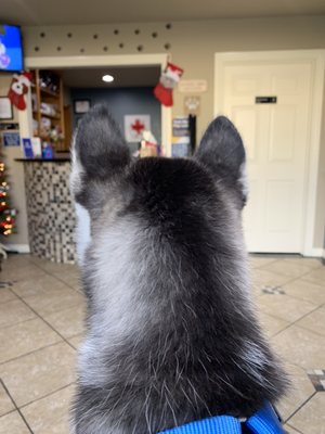 K+K VETERINARY SERVICES - KARING FOR KREATURES - 135 Photos & 69 ...