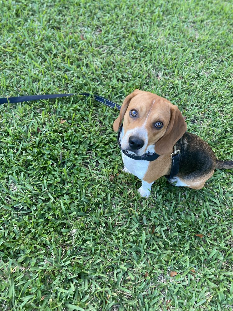 SOBAKA KAI DOG TRAINING - Updated June 2025 - 13727 SW 152nd St, Miami ...