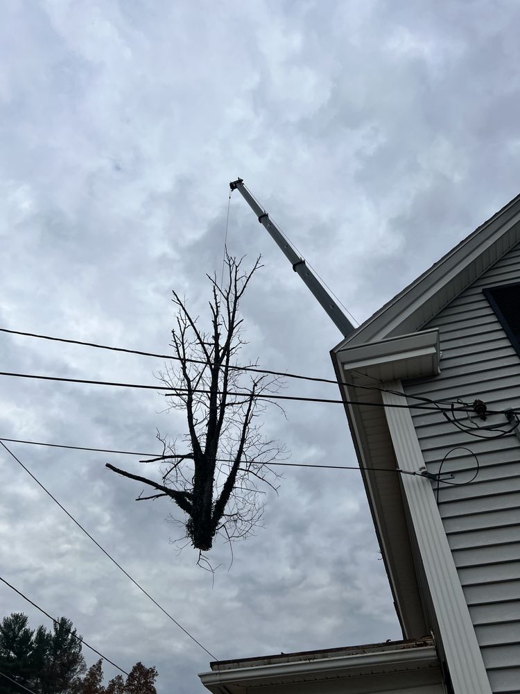 NEW ENGLAND TREE MASTERS - Updated October 2025 - 53 Photos & 55 ...