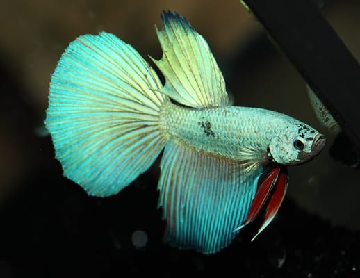 ABYSS AQUATIC WAREHOUSE - Updated August 2025 - 16 Reviews - Waterloo ...