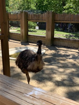 TIGER WORLD - 376 Photos & 100 Reviews - 4400 Cook Rd, Rockwell, North ...