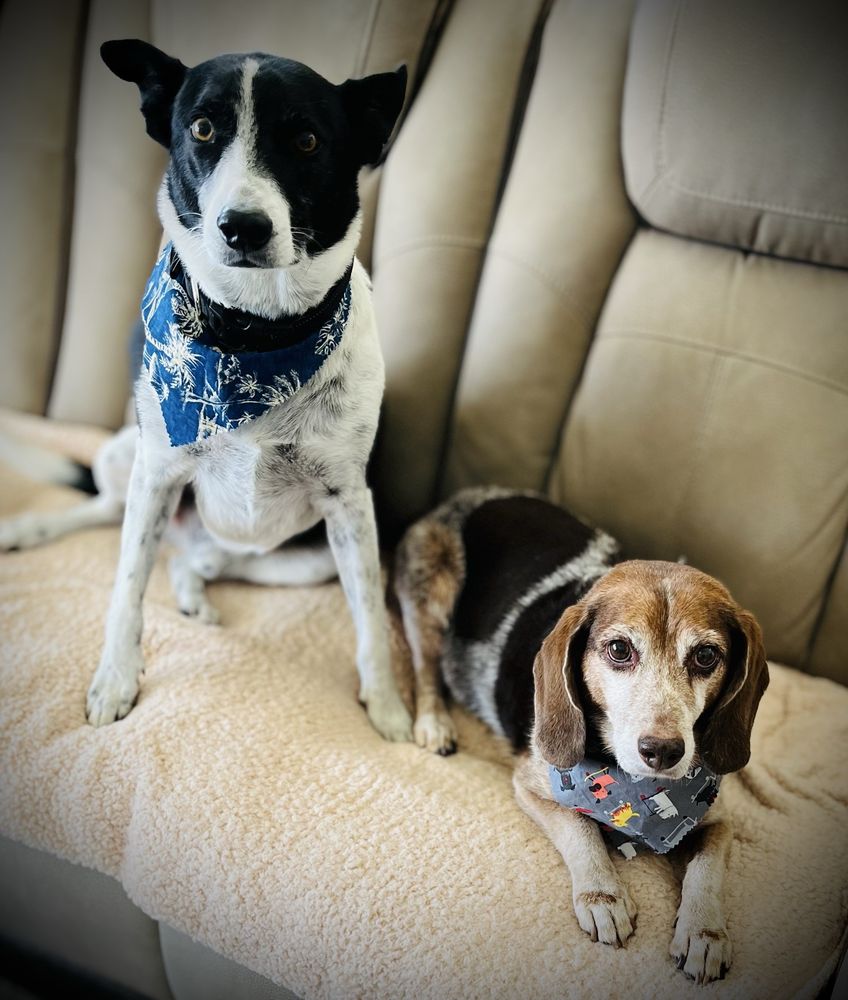 THE SHAGGY MUTT HUT - Updated October 2025 - 25 Photos - Mesa, Arizona ...