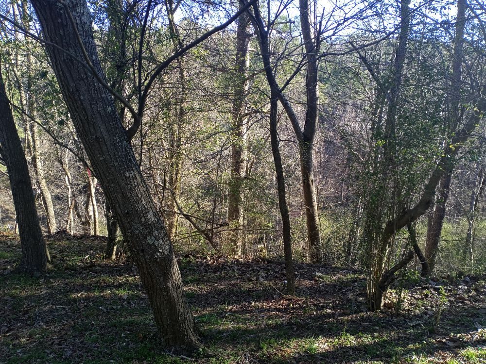 WATSON TREE REMOVAL - Updated October 2024 - 11 Photos - Alexander ...