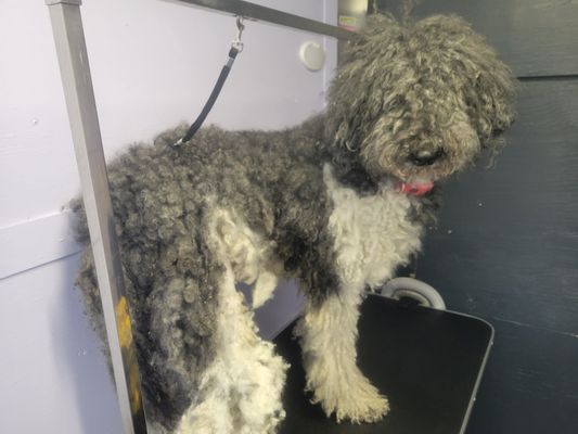 SKY HIGH GROOMING - Updated May 2026 - 13 Photos - 1455 Mc Daniel Rd ...