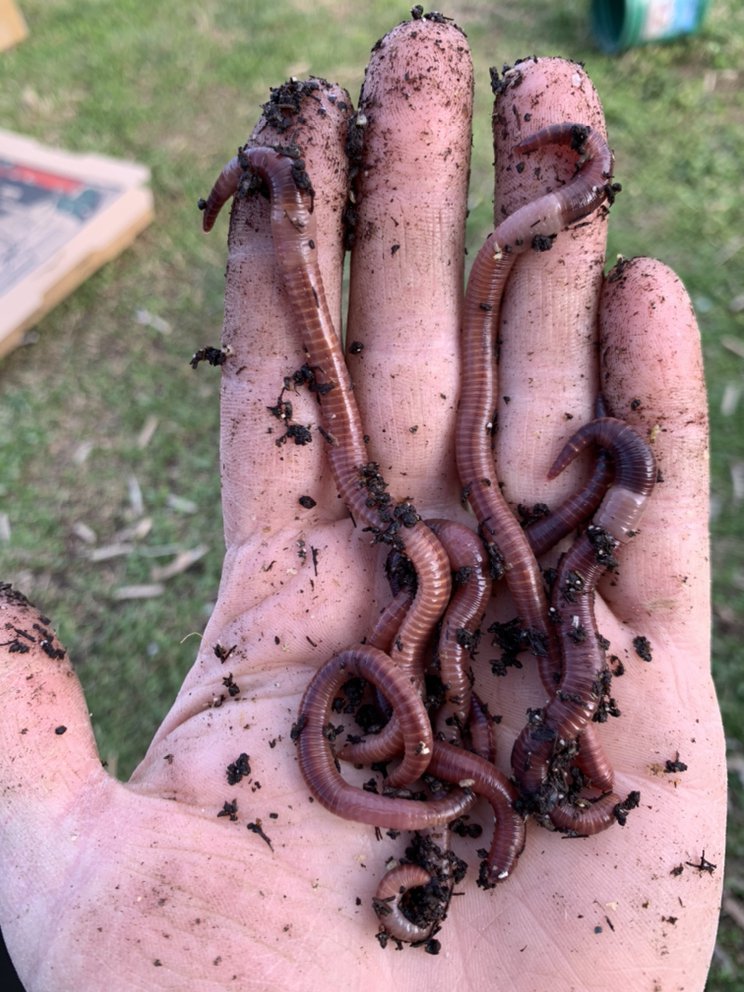 MISSION WORM - Updated July 2025 - Request a Quote - 10 Photos - 177 ...