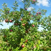 PATTERSON FRUIT FARM - 194 Photos & 118 Reviews - 11414 Caves Rd ...