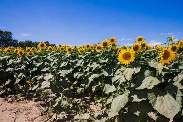 PINGLE’S FARM MARKET - Updated October 2025 - 100 Photos & 21 Reviews ...