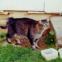 DIABLO VALLEY RANCH - 36 Photos - Rehabilitation Center - 11540 Marsh ...