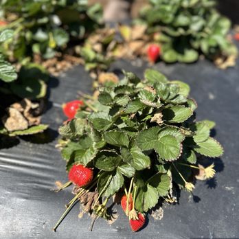 SWEET BERRY FARM - Updated October 2025 - 285 Photos & 185 Reviews ...