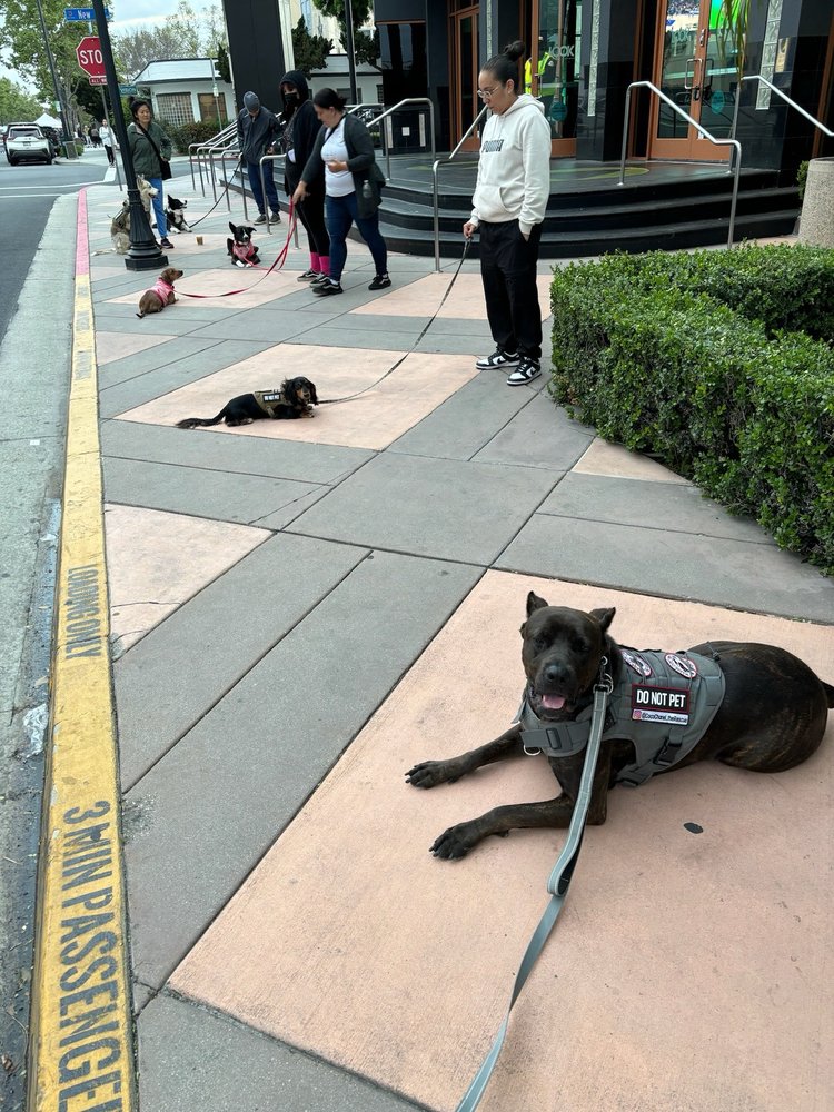 PERSISTENT PAWS DOG TRAINING - Updated September 2025 - 21 Photos ...