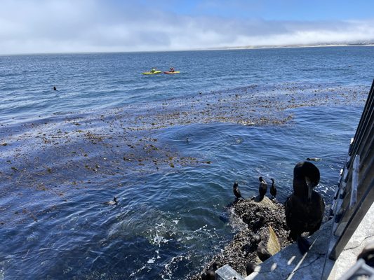 MONTEREY BAY SCUBA - Updated December 2025 - 23 Photos & 15 Reviews ...