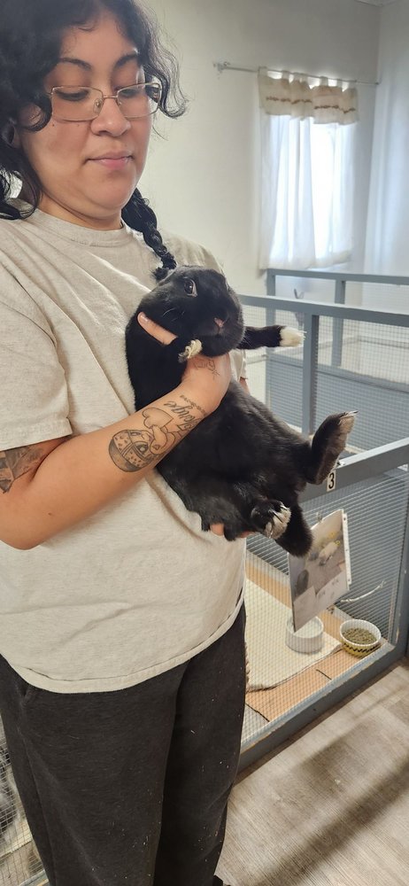 RABBIT RESCUE - Updated November 2025 - 114 Photos & 76 Reviews - 7640 ...