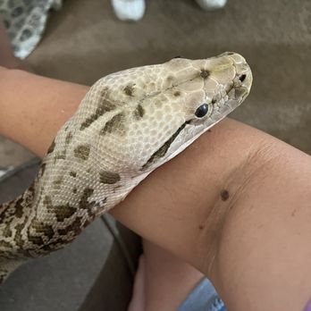 REPTILE RON ANIMAL PRESENTATIONS - Updated December 2025 - 44 Photos ...