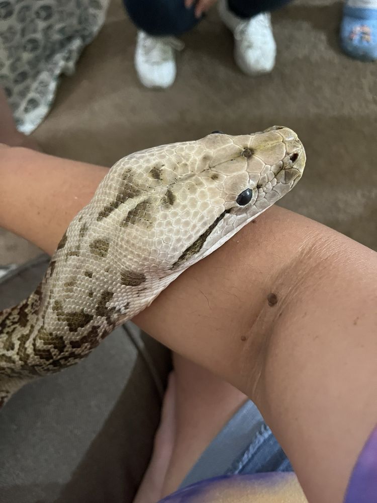 REPTILE RON ANIMAL PRESENTATIONS - Updated June 2024 - 36 Photos ...