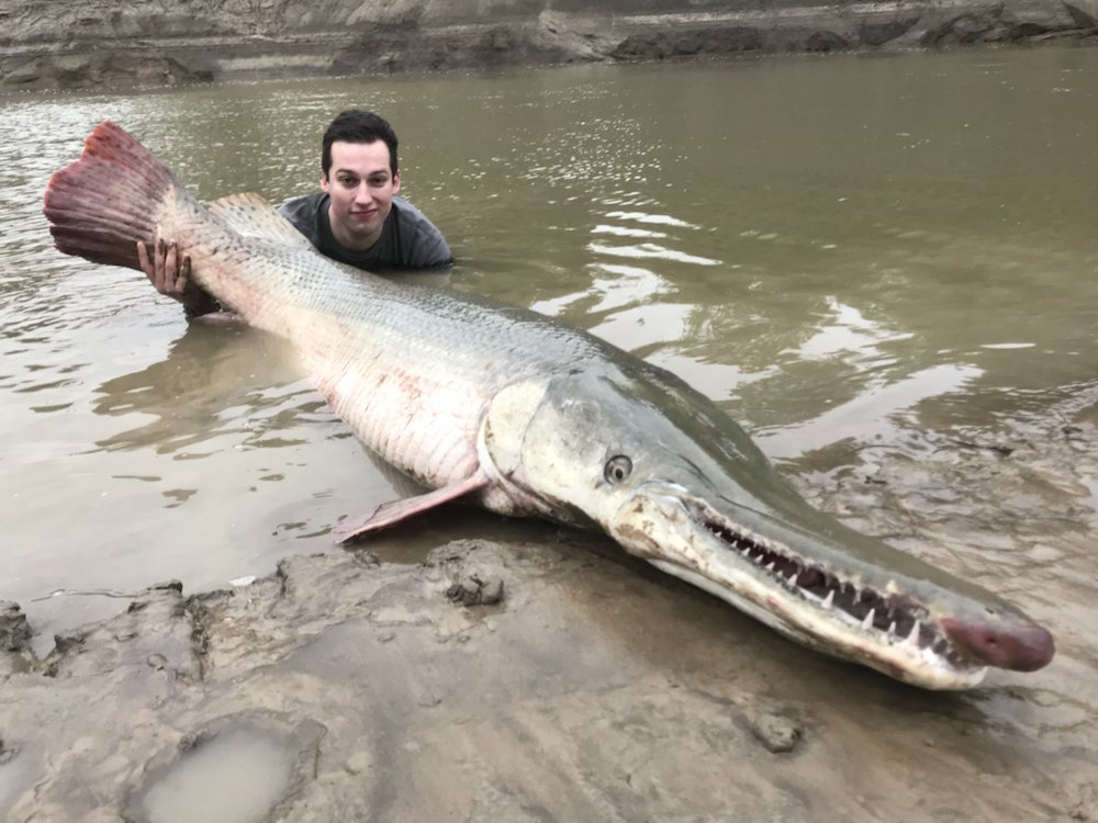 BUBBA BEDRE’S GARZILLA TEXAS ALLIGATOR GAR FISHING - 17 Photos ...