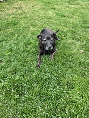 ELEVENTH HOUR RESCUE - Updated July 2024 - 50 Photos & 86 Reviews - 77 ...