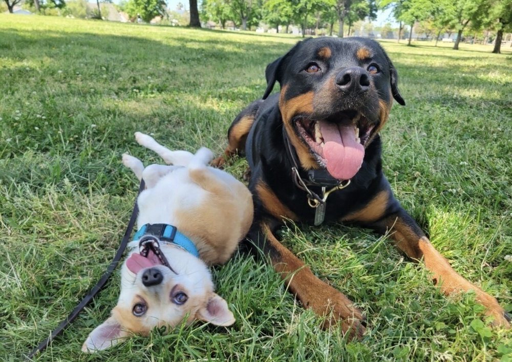 K9 MASTER DOG TRAINING - Updated July 2025 - 38 Photos & 20 Reviews ...