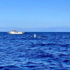 CAPTAIN ZODIAC - 183 Photos & 311 Reviews - Snorkeling - 74-425 ...