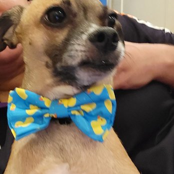 PET’S CORNER - Updated April 2024 - 46 Photos & 178 Reviews - 3701 ...