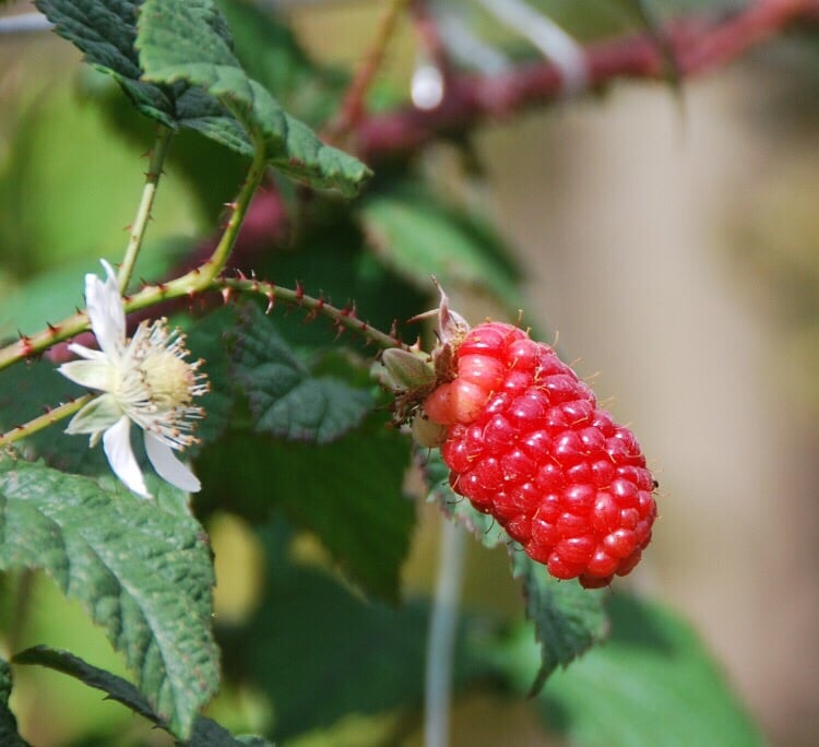 ASHTOWN CASTLE VISITOR CENTRE - Phoenix Park, Co. Dublin, Republic of ...