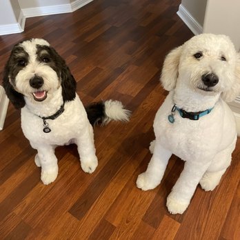 BOSS THE PET CONNECTION - Updated April 2025 - 123 Photos & 35 Reviews ...