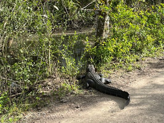 FAKAHATCHEE STRAND PRESERVE STATE PARK - Updated July 2025 - 204 Photos ...