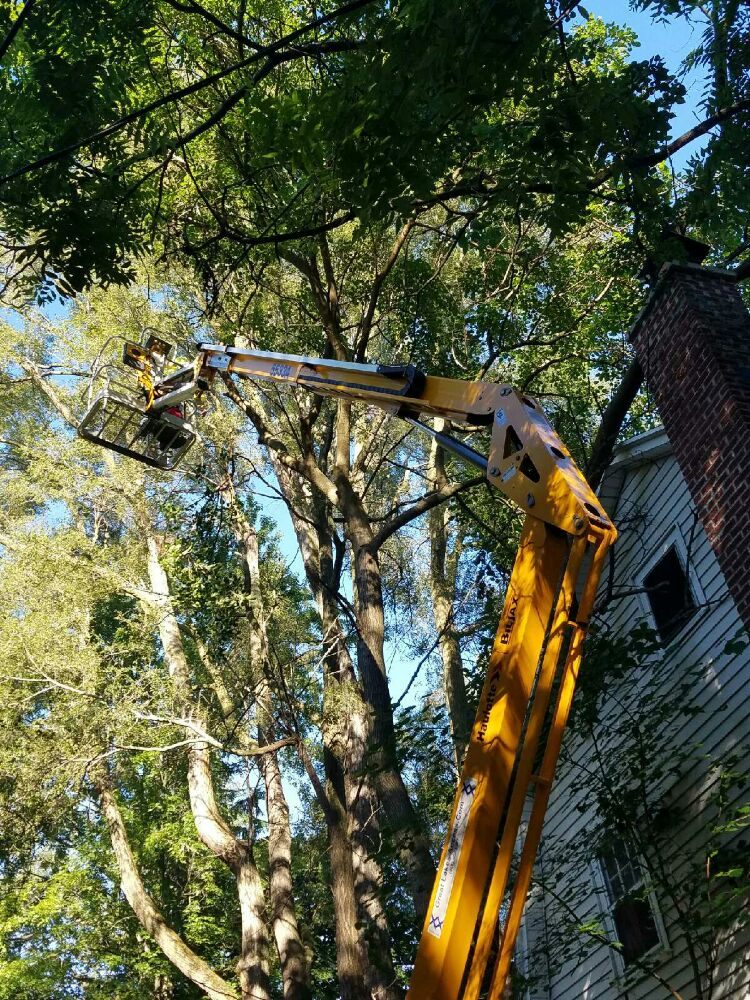 PROFESSIONAL ARBOR SERVICES - Updated July 2024 - 15 Photos - 3821 ...