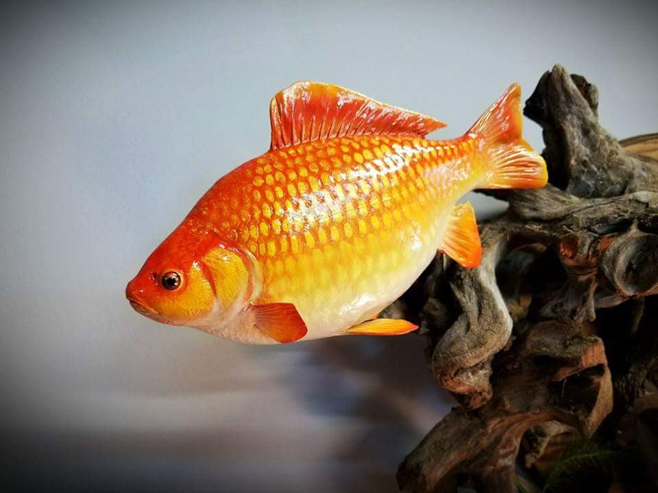 SOUTHERN SCALES FISH TAXIDERMY - Updated January 2026 - 39 Photos ...