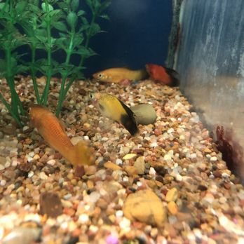 GREENTREE PET CENTER - Updated December 2025 - 31 Photos & 22 Reviews ...