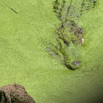 GULF COAST GATOR RANCH & TOURS - Updated March 2025 - 197 Photos & 104 ...