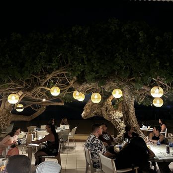 HAU TREE - Updated May 2025 - 2713 Photos & 864 Reviews - 2863 Kalakaua ...