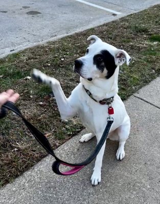 CLEVELAND ANIMAL PROTECTIVE LEAGUE - Updated April 2025 - 79 Photos ...