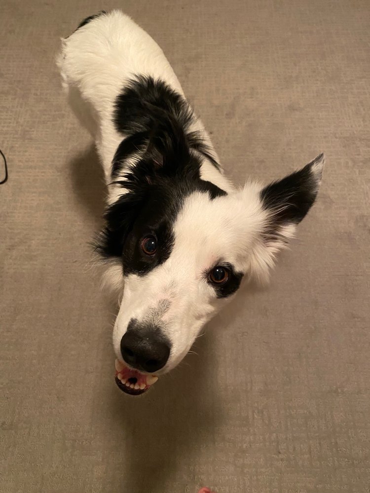 HUMANE SOCIETY OF UTAH - Updated July 2025 - 63 Photos & 113 Reviews ...