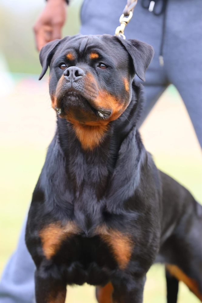 VON HAUS WILKERSON ROTTWEILERS - Updated July 2025 - Request ...