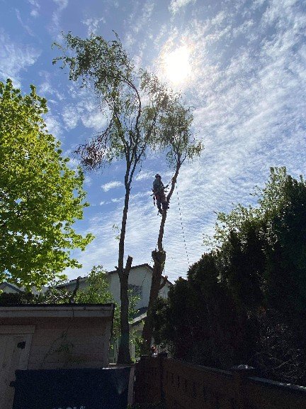 SISU TREE CARE - Updated August 2025 - 1251 Brentwood Road, West ...
